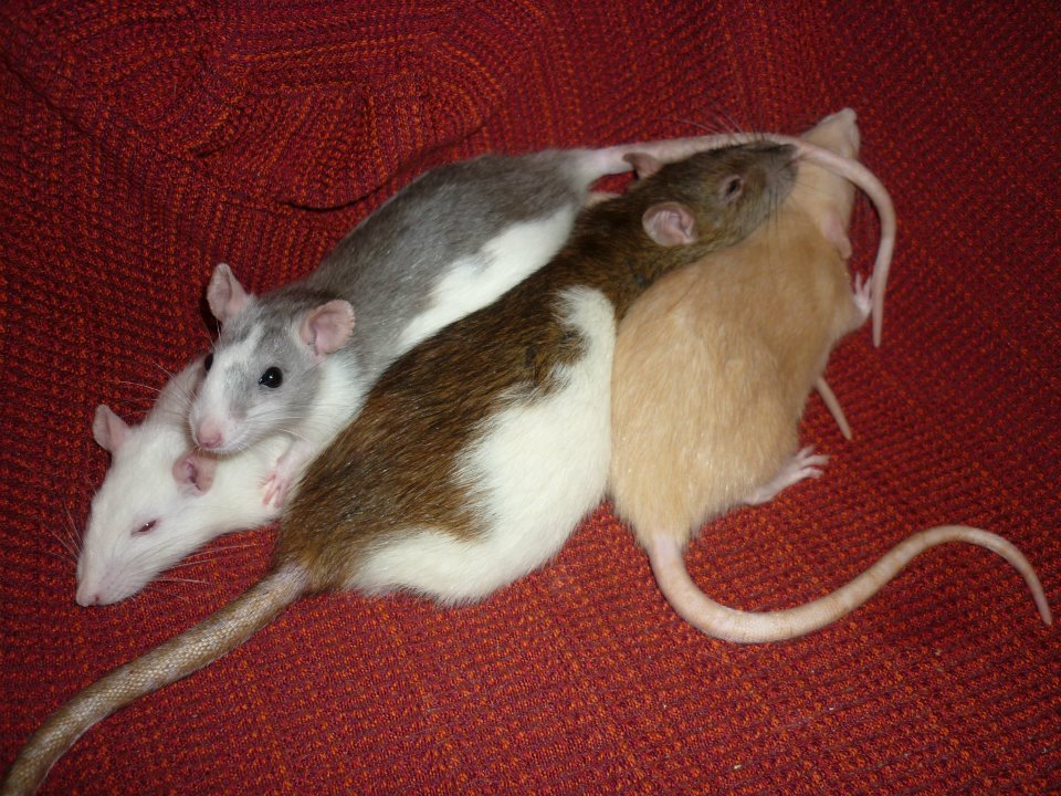 La luz de Valinor: enero 2013