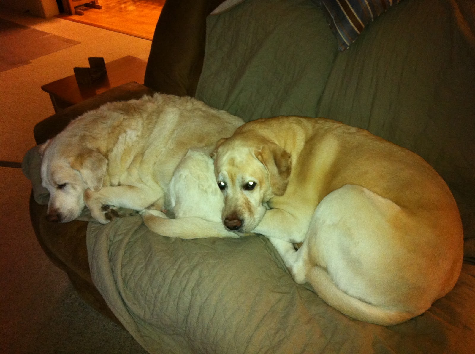 Photons and Electrons: Spike - The Best Dog Ever