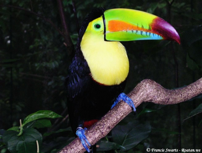 Antonio Capel Riera: UN TUCÁN EN SANTIAGO