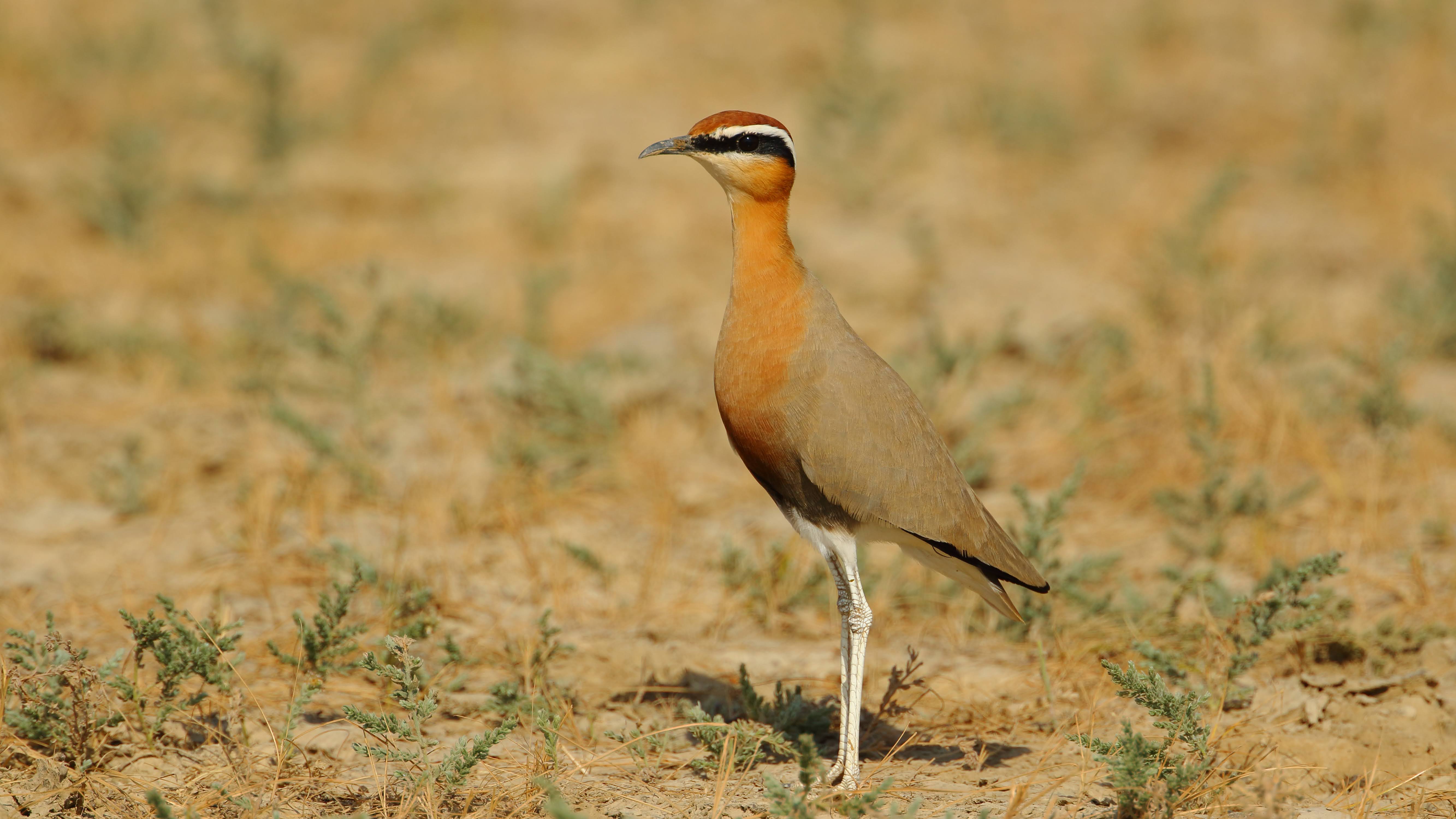 Birding ! Driving ! Soul-searching !: Courser