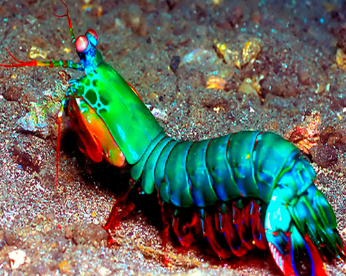 La gamba pistolera, su increíble munición de burbujas por colapso y el ...