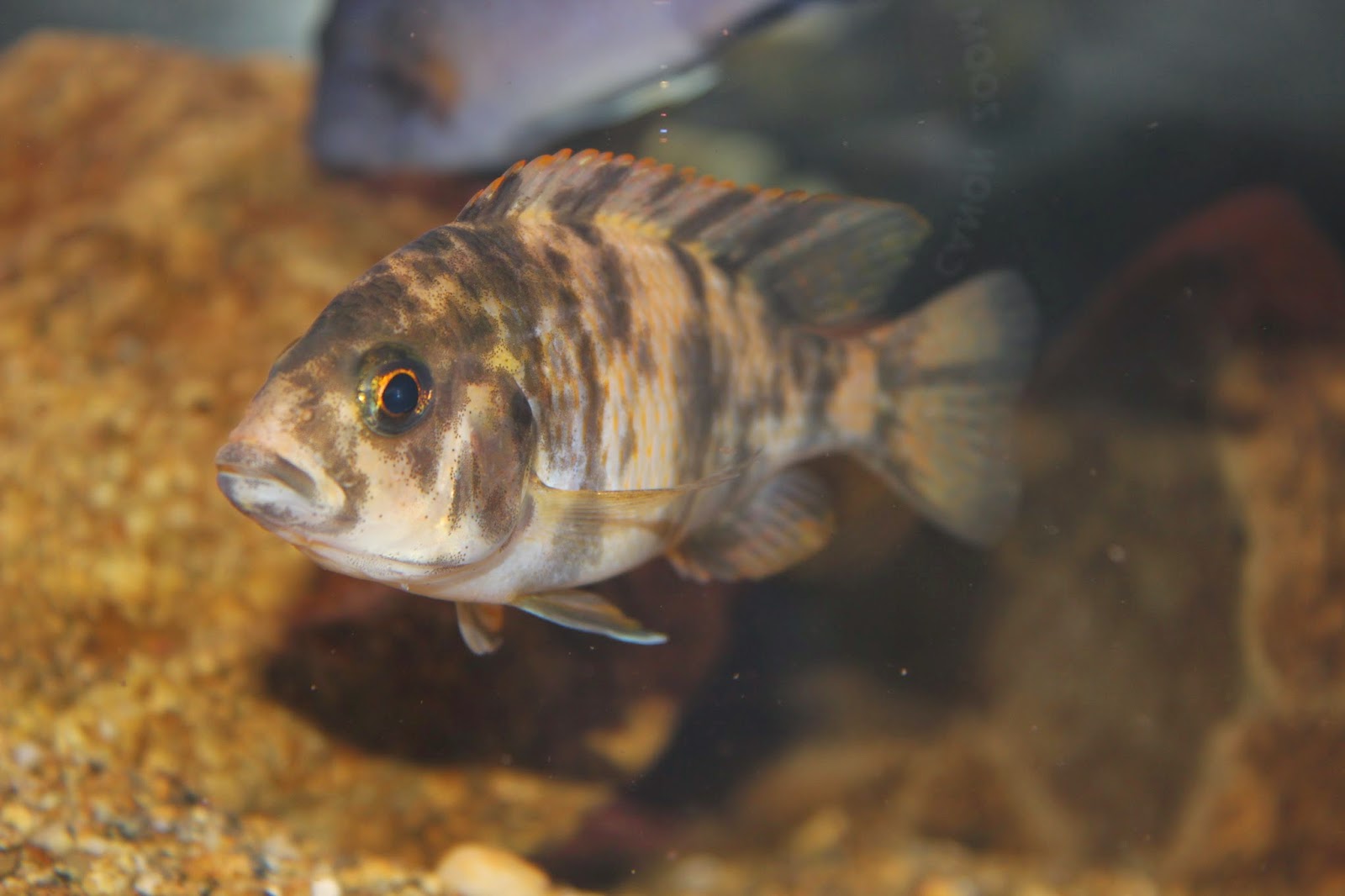 Amazing Fish: OB Peacock