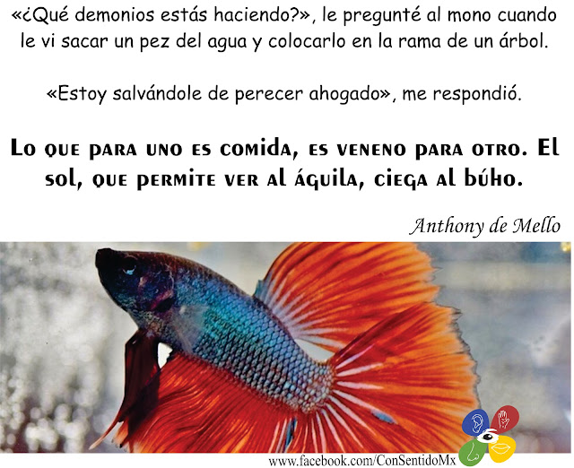 TODO ES MEDICINA: EL MONO QUE SALVO A UN PEZ