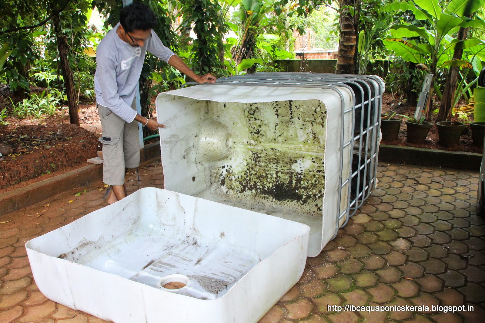 IBC Aquaponics Kerala: IBC Tank Preparation - Day1