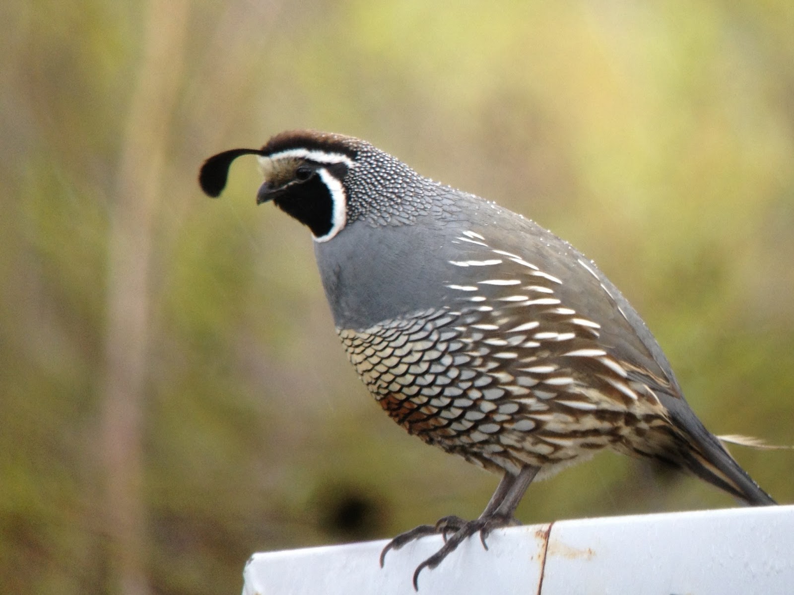 Birding Is Fun!: The Best Part of Birding