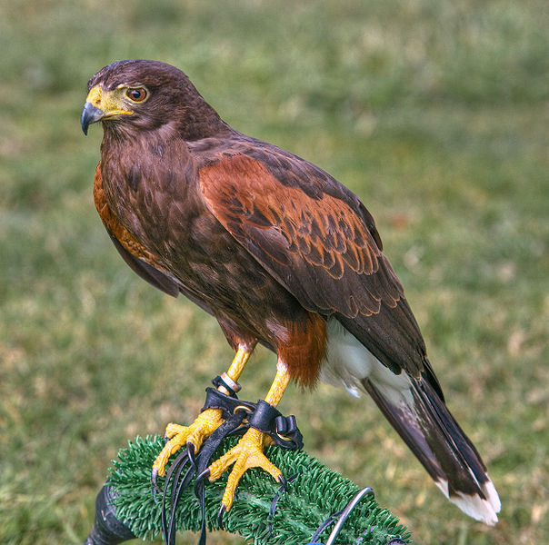 哈里斯鷹 / 哈里斯鷹