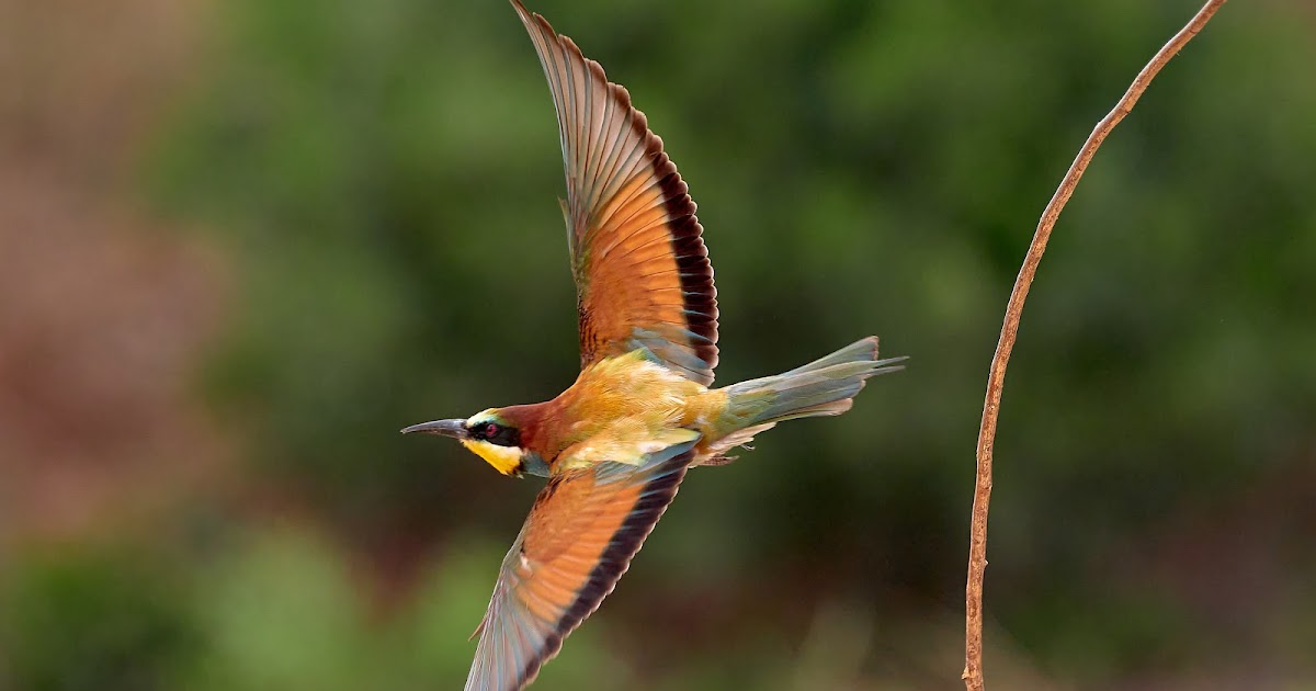 Bee-Eater Spreading Wings