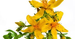 Sanatate pentru prieteni: Sunatoarea - beneficii