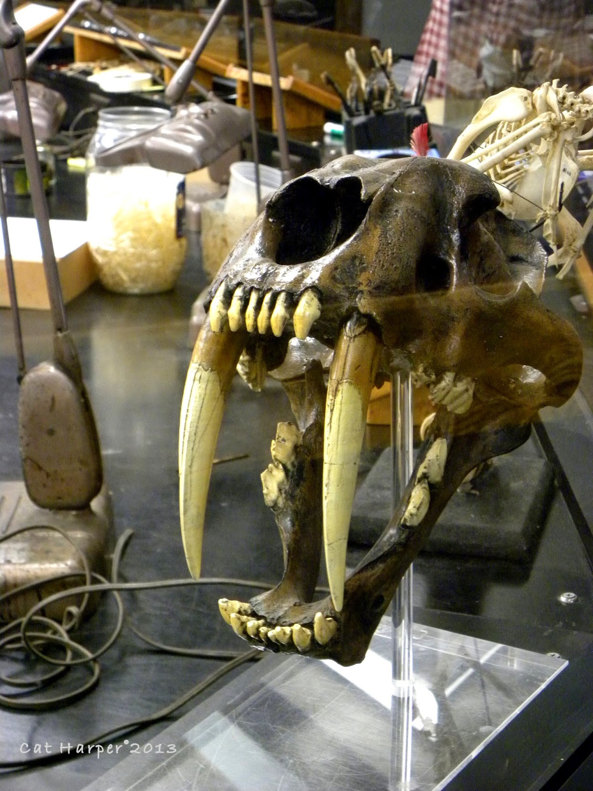 Shutterbug Traveler: Los Angeles ~ La Brea Tar Pits and Urban Light ...