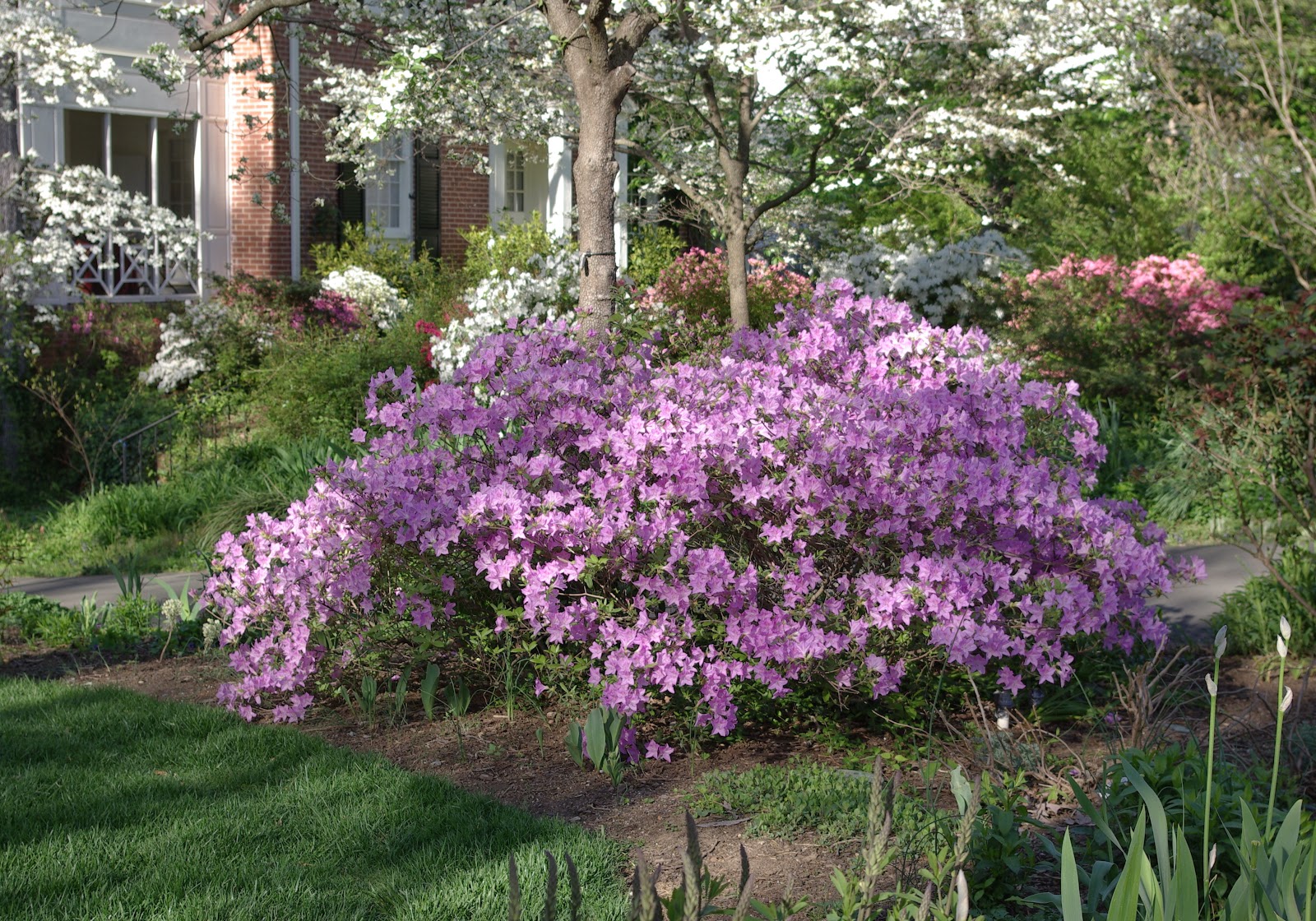 sweetbay: Blooming Friday ~ Sisters' Garden