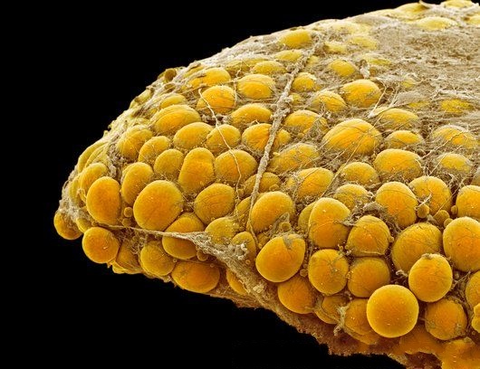 Information Master: Fat Tissues the largest cells in the human body