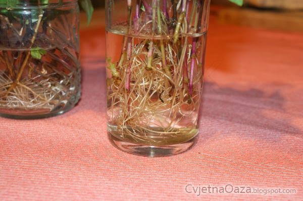 Ožiljene reznice fuksije/Fuchsie | Cvjetna Oaza - Sve o cvijecu