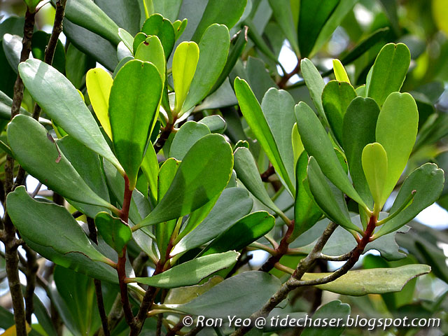 tHE tiDE cHAsER: Teruntum Merah (Lumnitzera littorea)