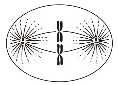 Essa é uma célula com ploidia 2n=n. Conclui-se que a fase mo - Explicaê