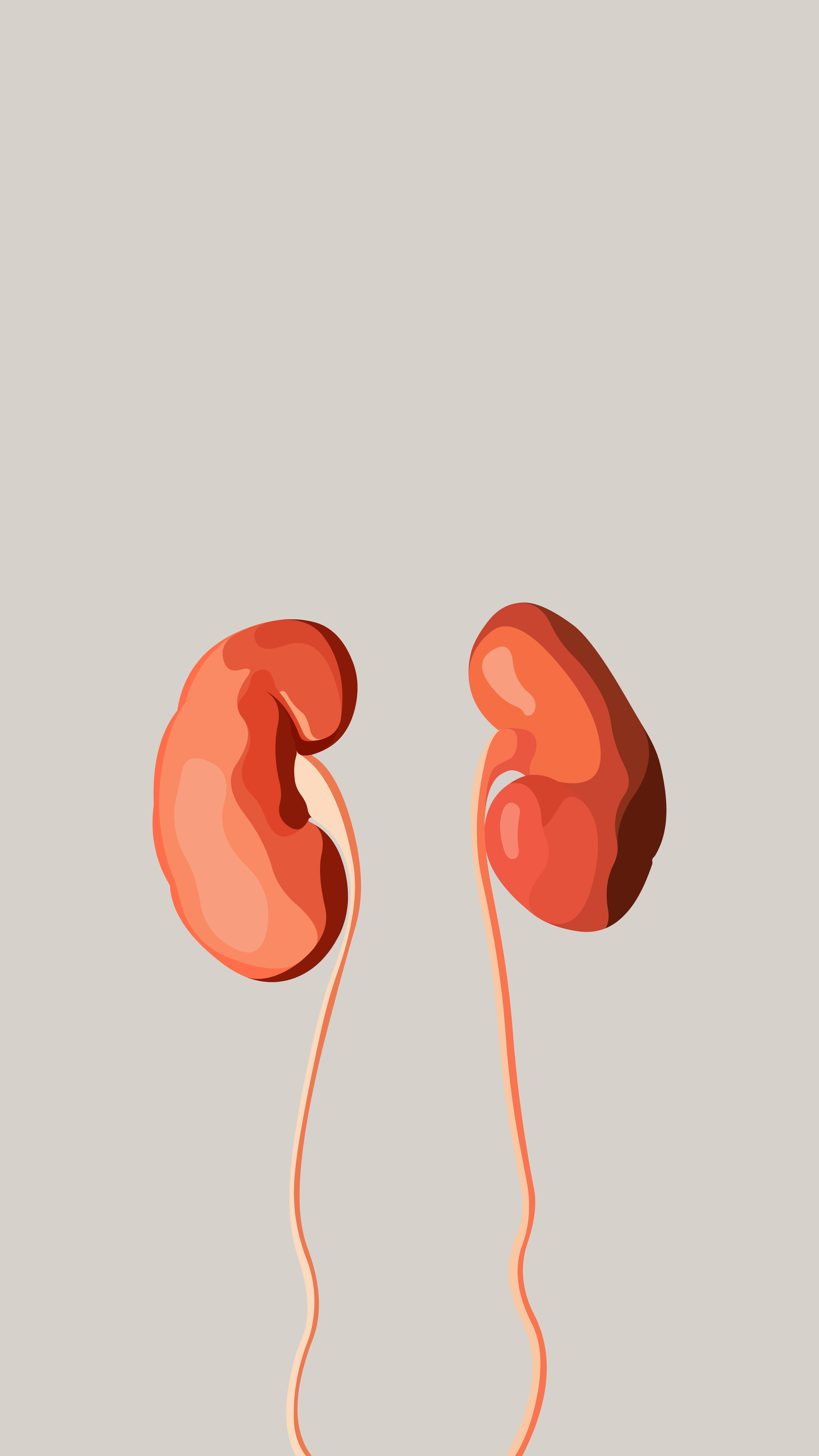 Kidney design wallpaper