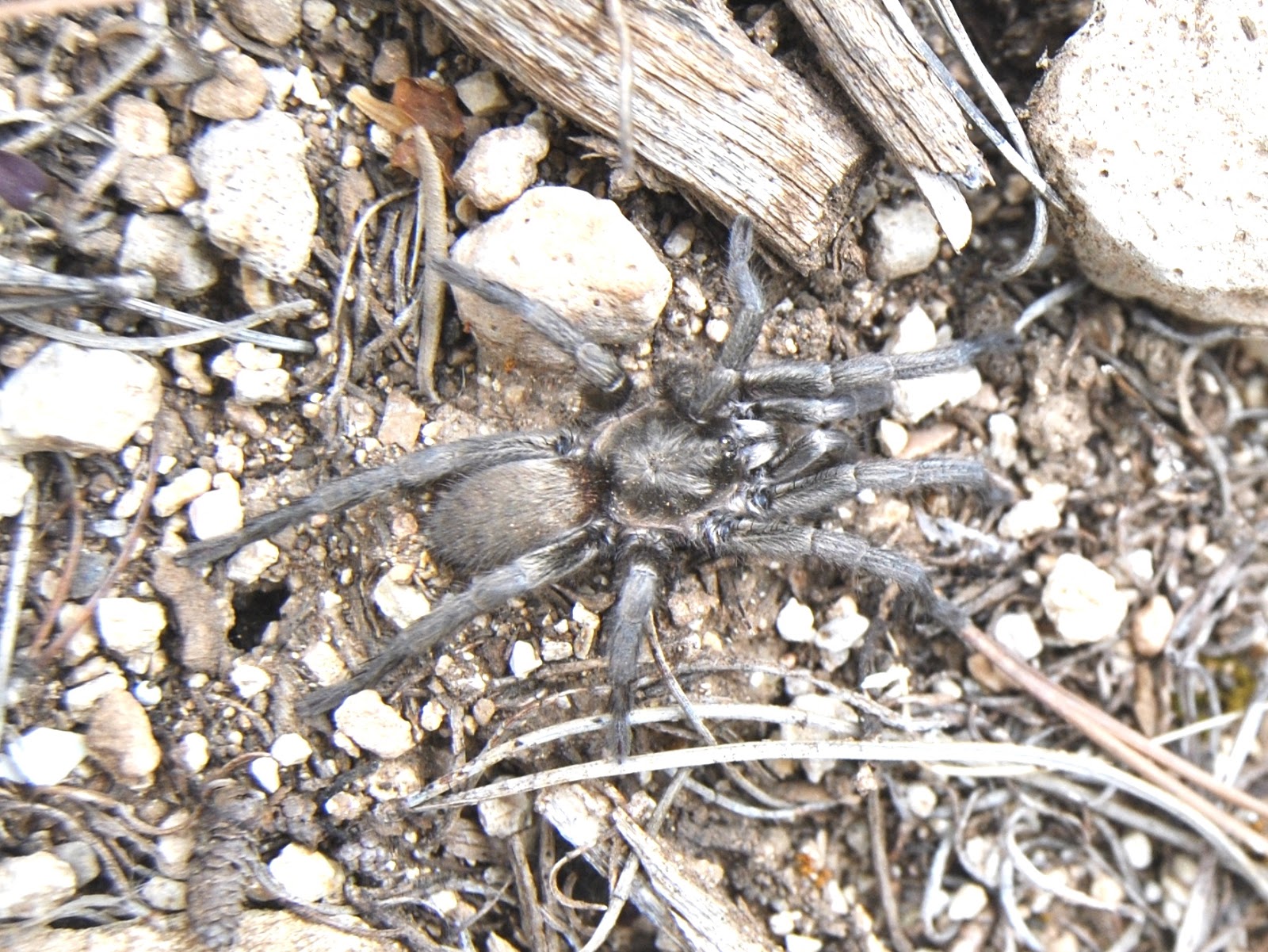 Anuario Aracnológico de la Región de Murcia: ARAÑAS: Otras Familias...