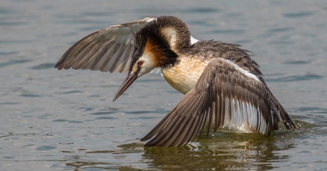 Northamptonshire Birding: Crikey that was hot!
