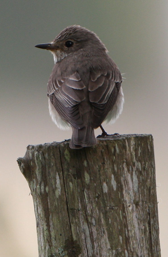 Mandy West Wildlife Photography: Mull Birds