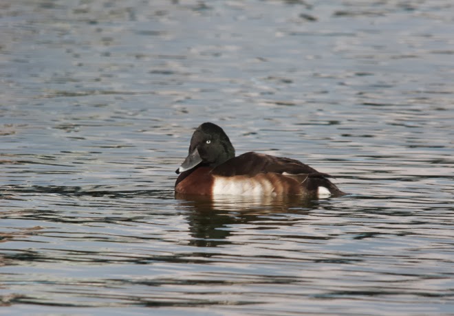 BIRDING - Kyoto, Kansai and Japan: diving ducks