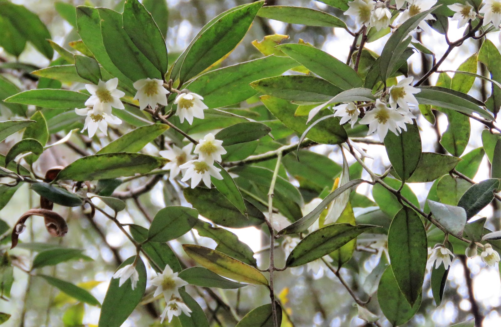 Serenaded by lyrebird under southern sassafras