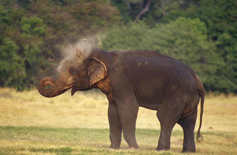 Old European culture: Mahishasuramardini