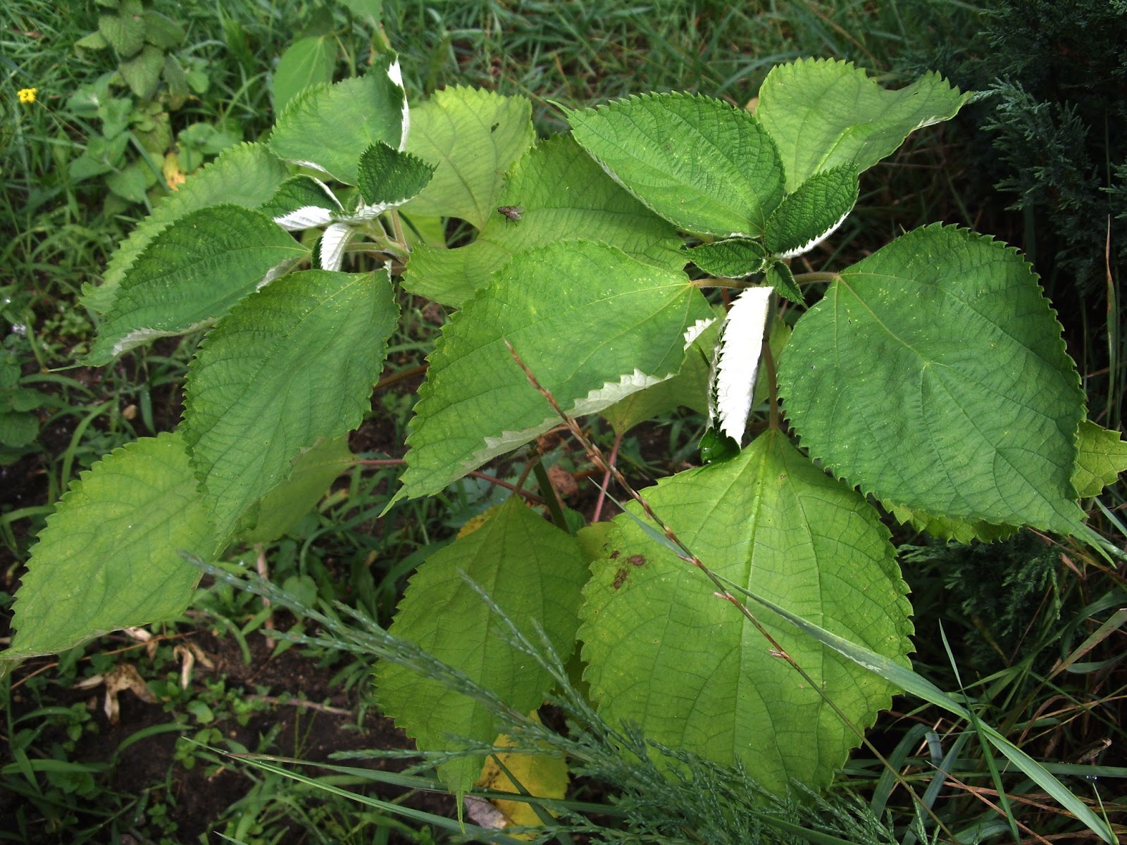Scirpidiella's Plants: False Nettles - Ramie cousins (Boehmeria sp. div.)