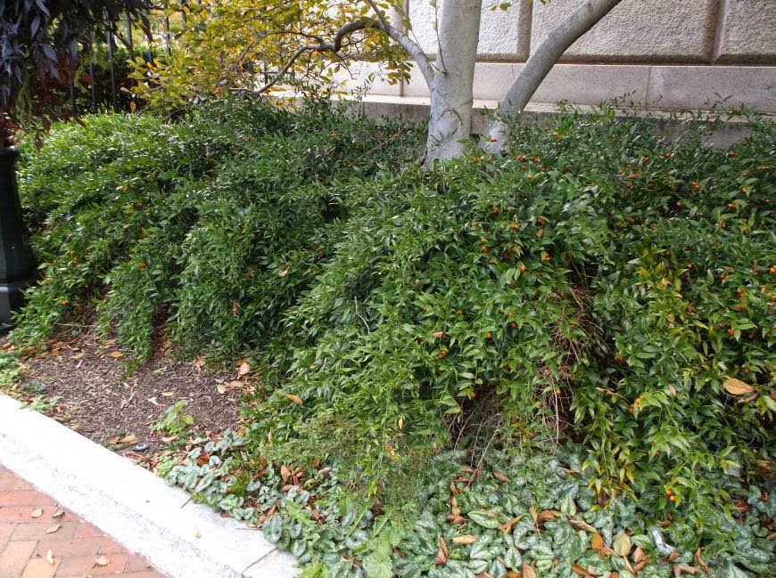 Future Plants by Randy Stewart: Danae racemosa - Alexandrian Laurel