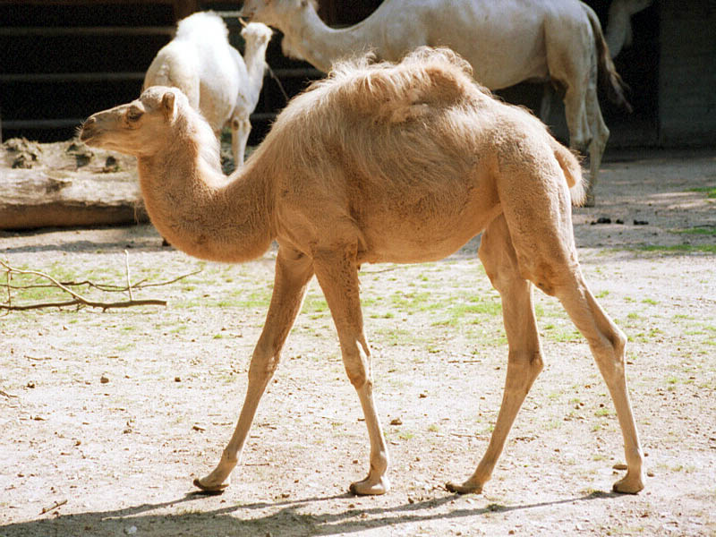 Very Amazing And Nice CAMEL Wallpapers HD