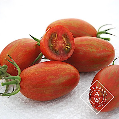 Cream of the Crop Tomatoes: Bronze Torch F1