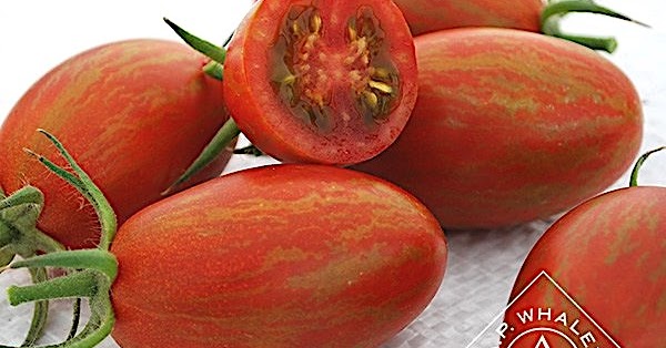 Cream of the Crop Tomatoes: Bronze Torch F1