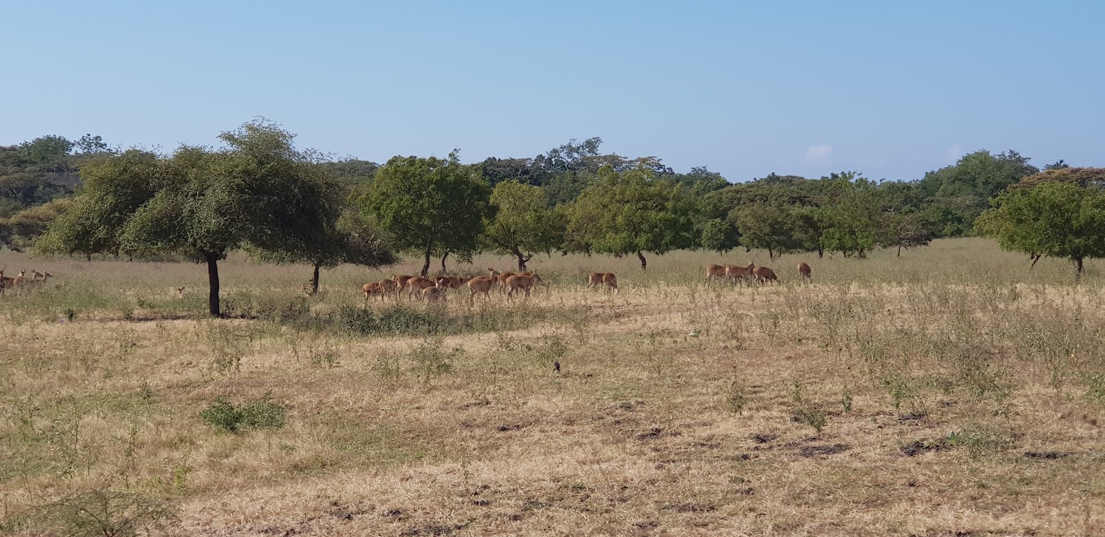 Pesona Taman Nasional Baluran, The Africa Van Java - Seni Mendidik Anak