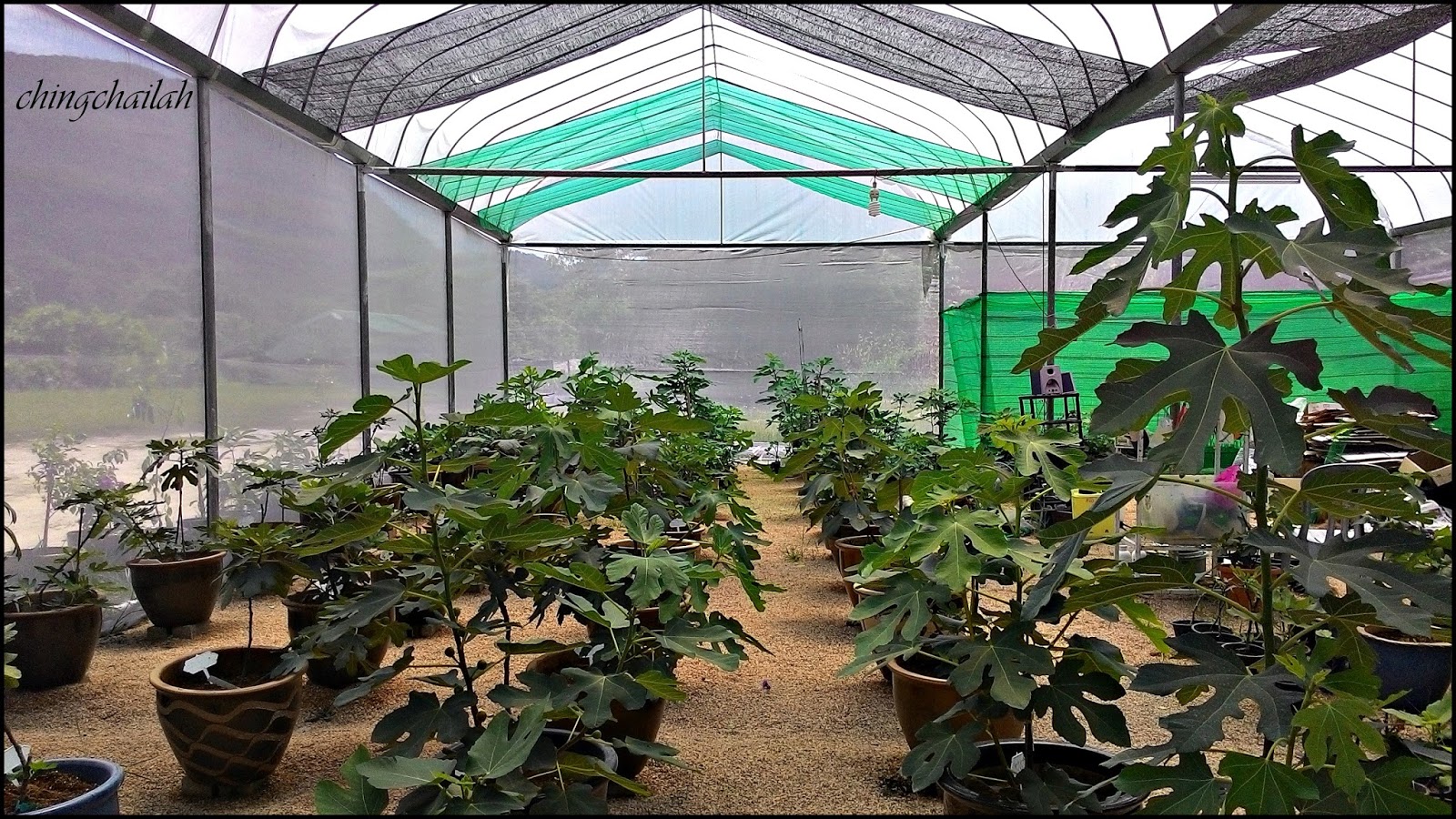 Simple Living In Nancy: A Visit To The Fig Farm, Perak.