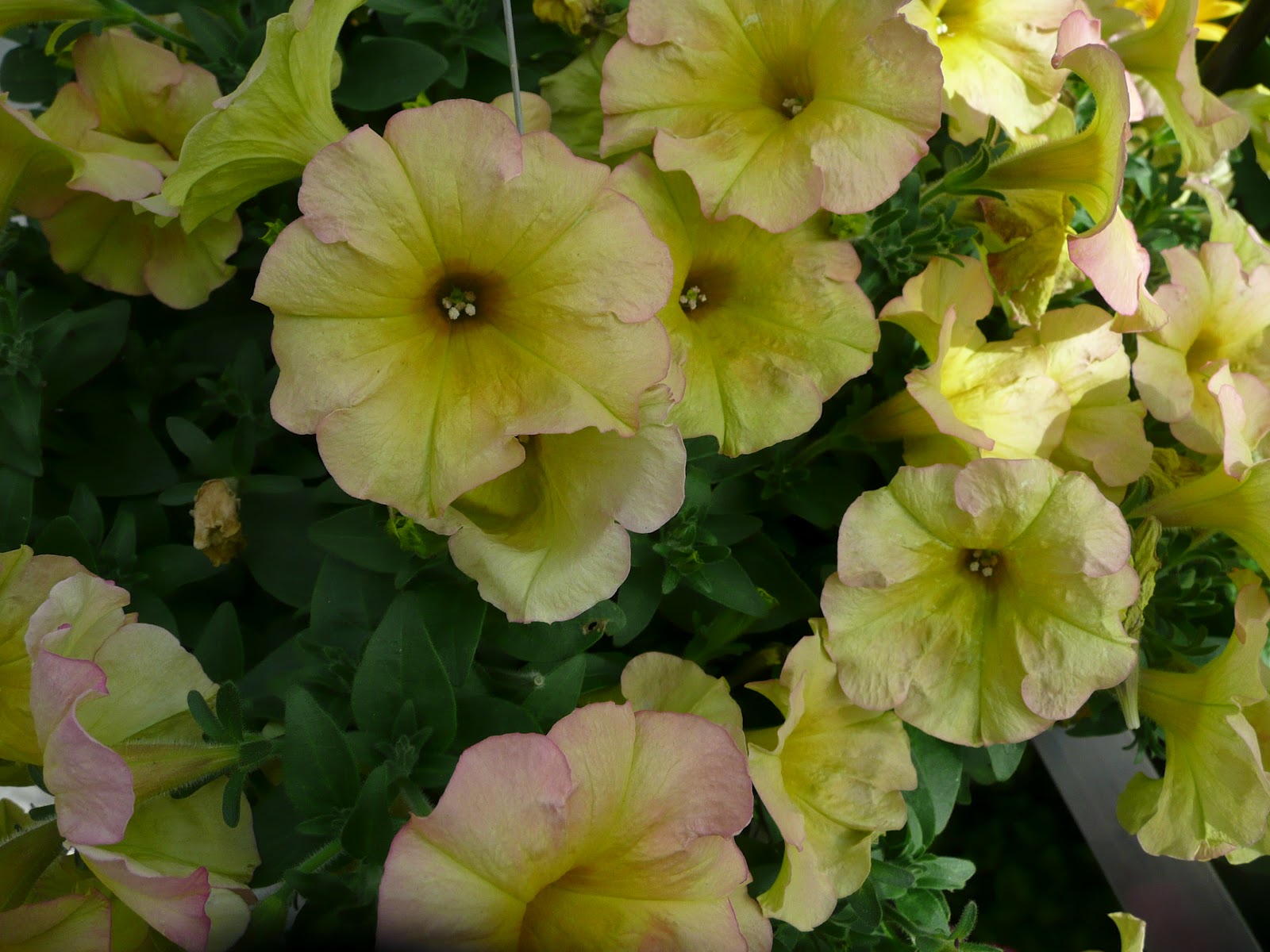 Lets Grow: New Annuals