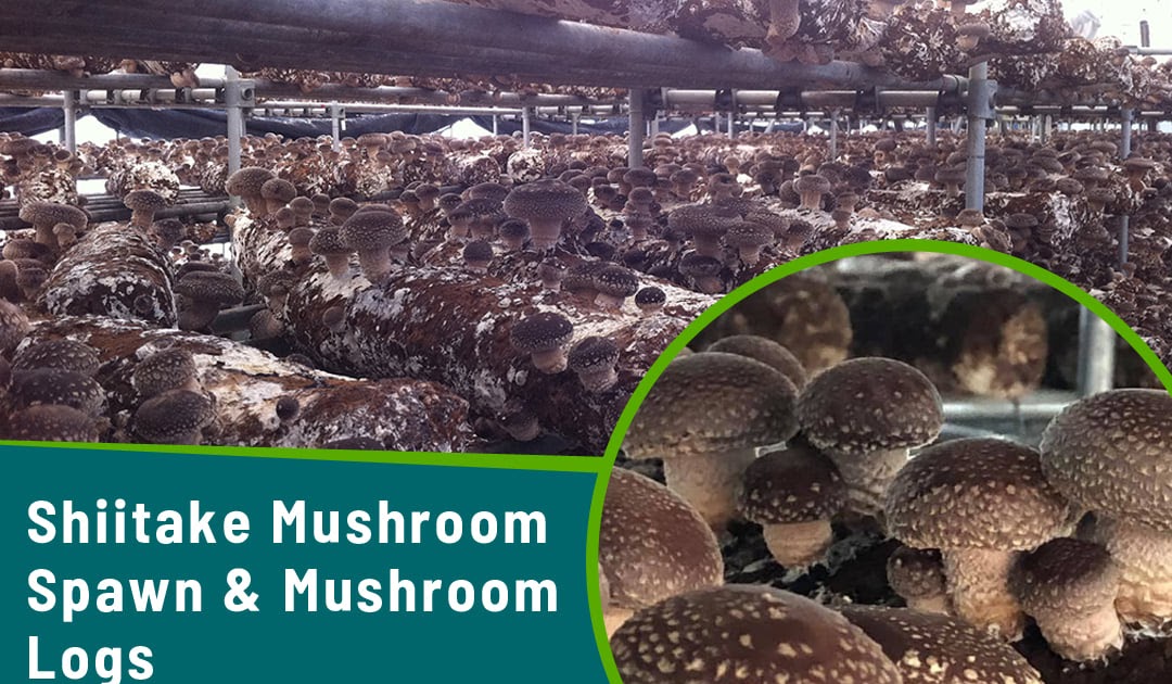 A Guide to Growing Shiitake Mushroom At Home ~ Agrinoon (Fujian ...