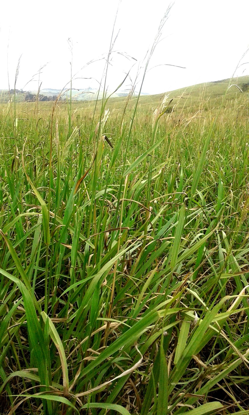 Environmental Rehabilitation and Indigenous Landscape Design: Vasey ...