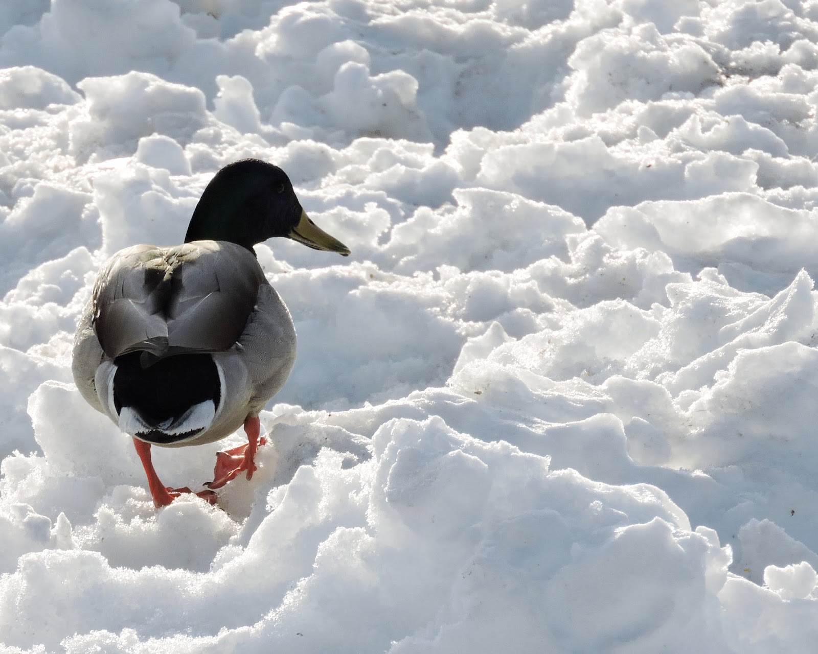 Don't Eat the Paste: Spring Peace Symbol- coloring page