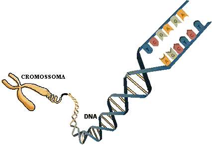 Biolugando: TIPOS DE CROMOSSOMOS