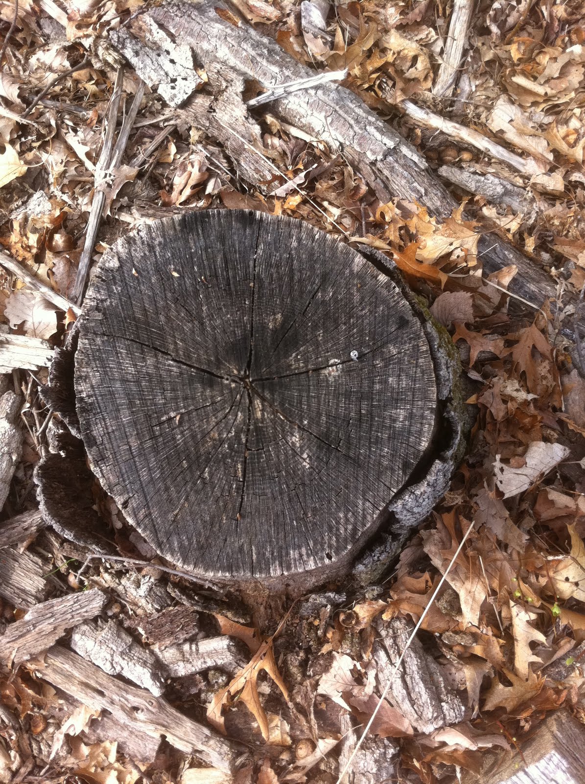 Lime Green is a Neutral Color: The circle in nature