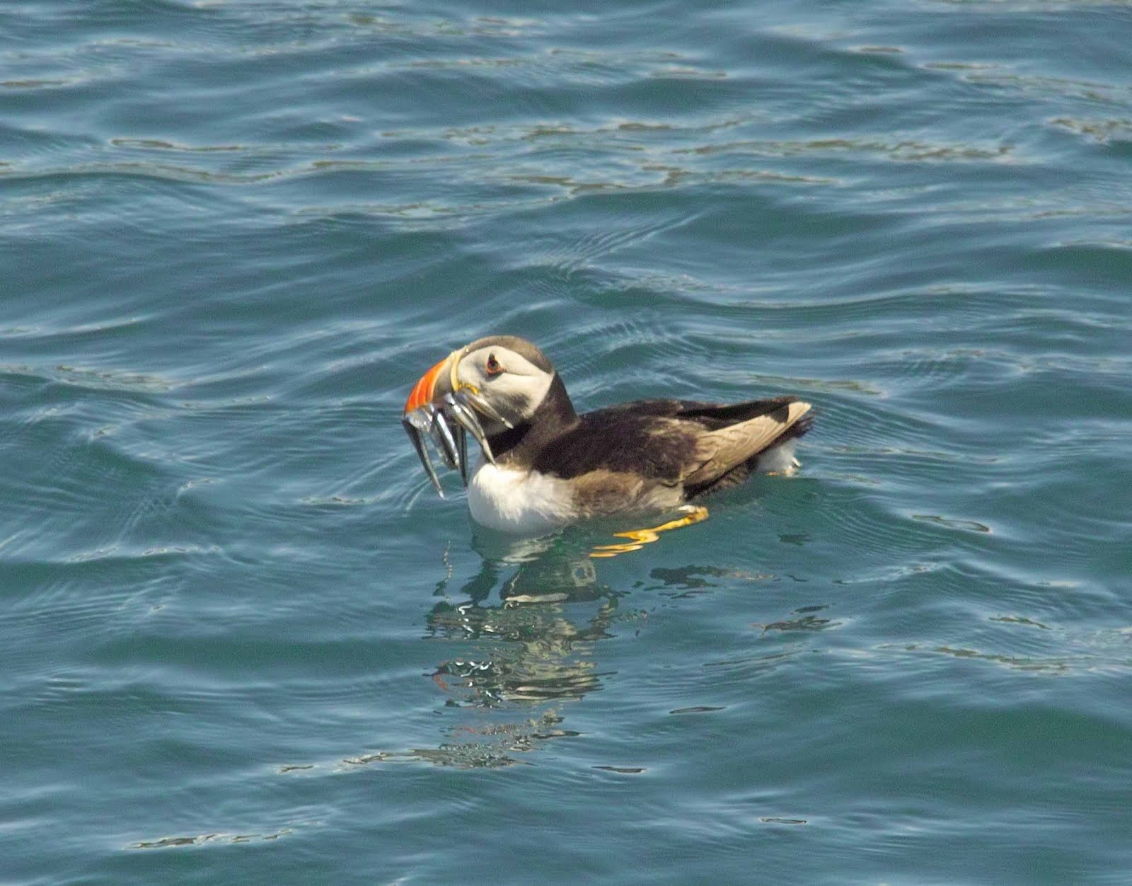 Derek Bird Brain: June 2011