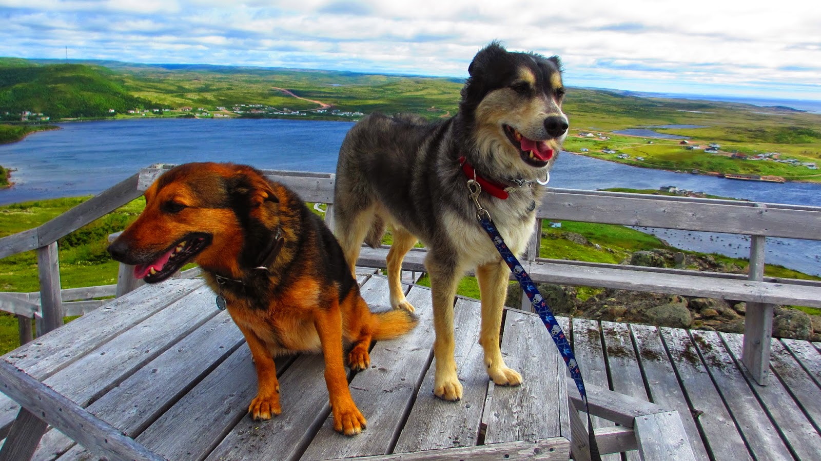 The Furry Jerks: A hiking we will go - Tracey Hill Hiking Trail