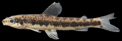Alma d'Água: Peixes / Characiformes / Distichodontidae