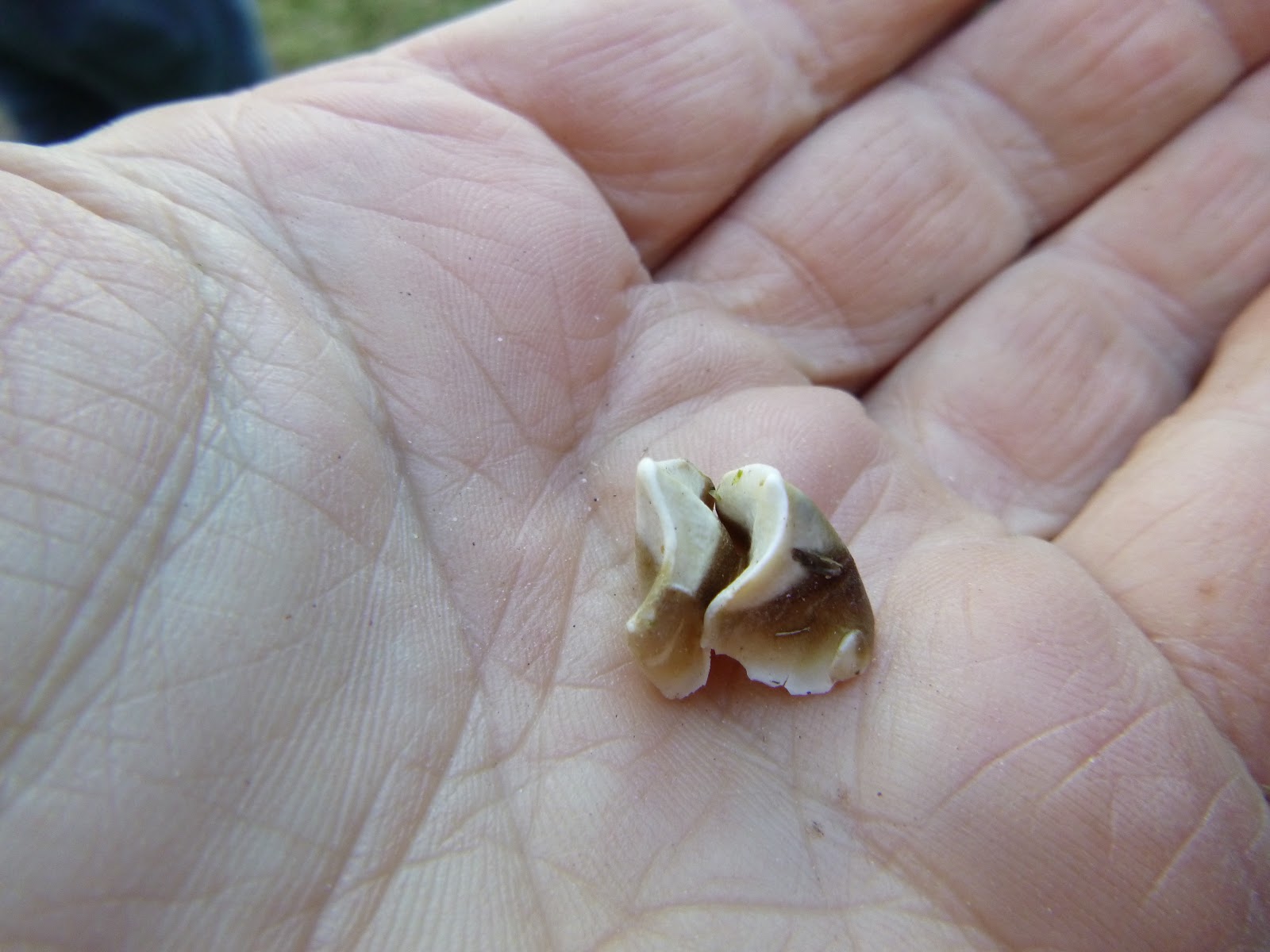 The 1,000-Mile Great Lakes Adventures: Moose...in a Jar??