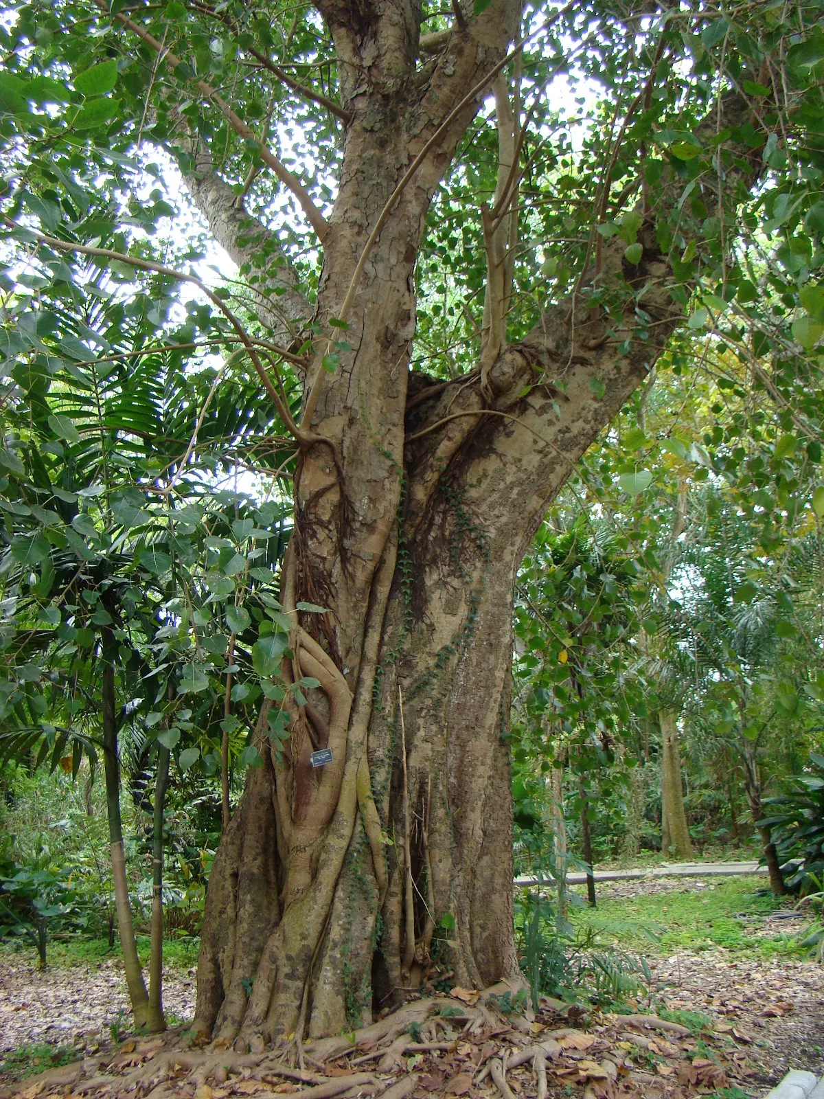 FICUS RILIGIOSA tree