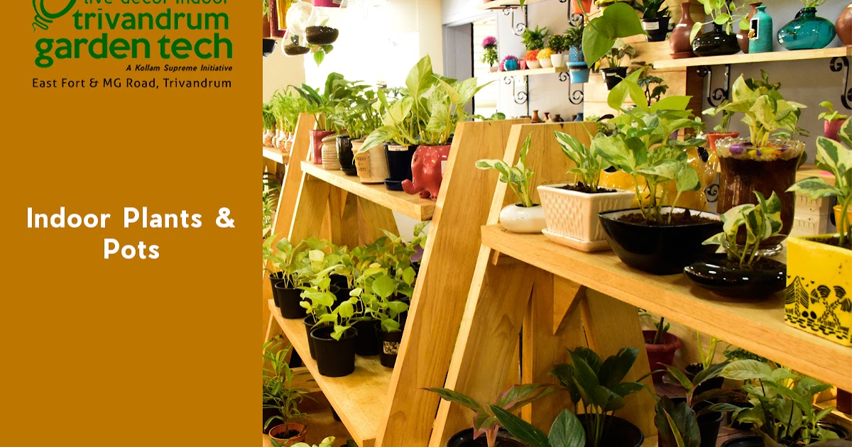 Style Club: Indoor Plants & Pots