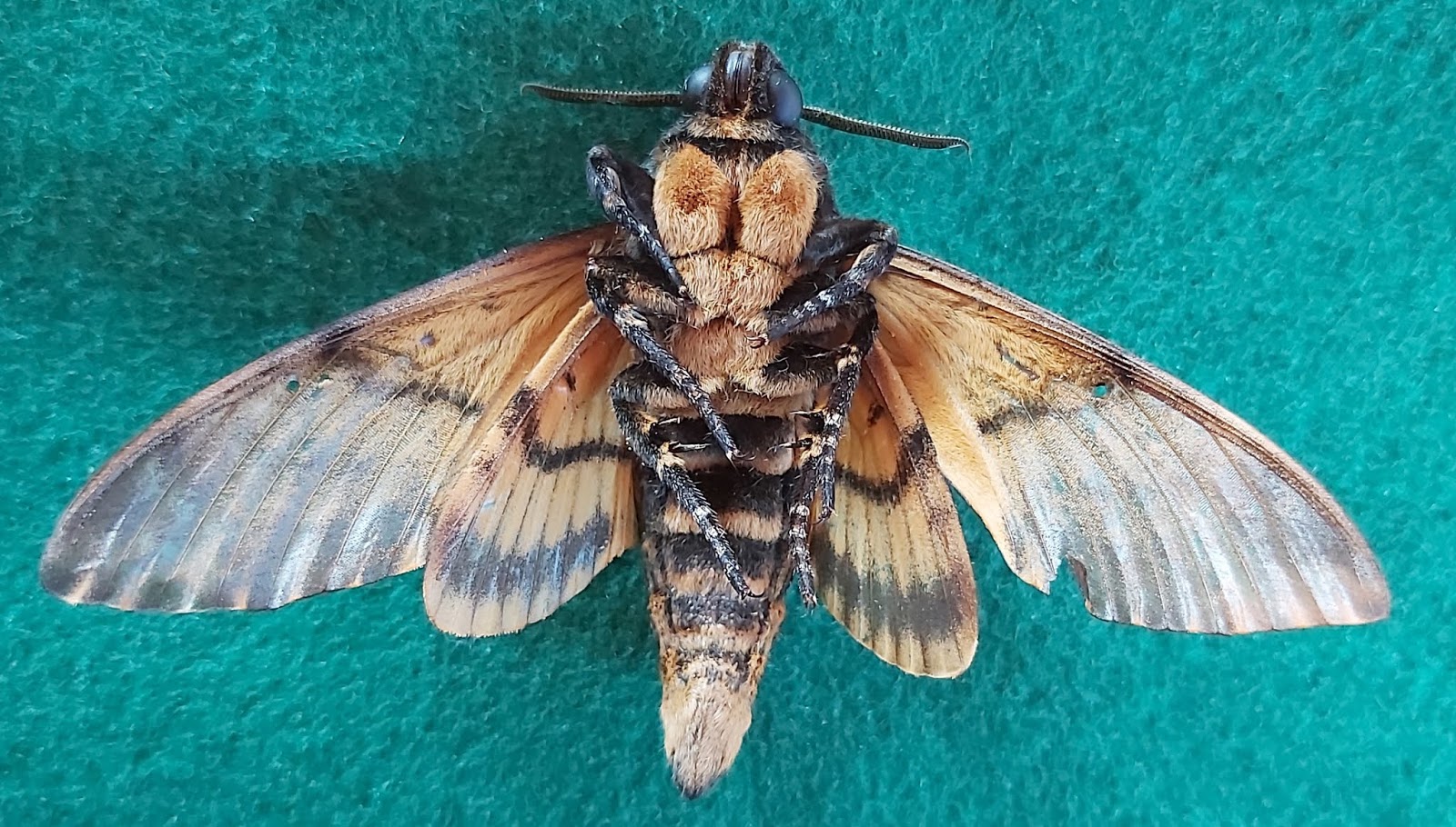 Arroba de los Montes: LA POLILLA ESFINGE CALAVERA (Acherontia atropos ...