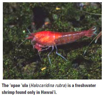 Ewa Hawaii Karst: Opae Ula - The Native Hawaiian Fresh Water Karst ...