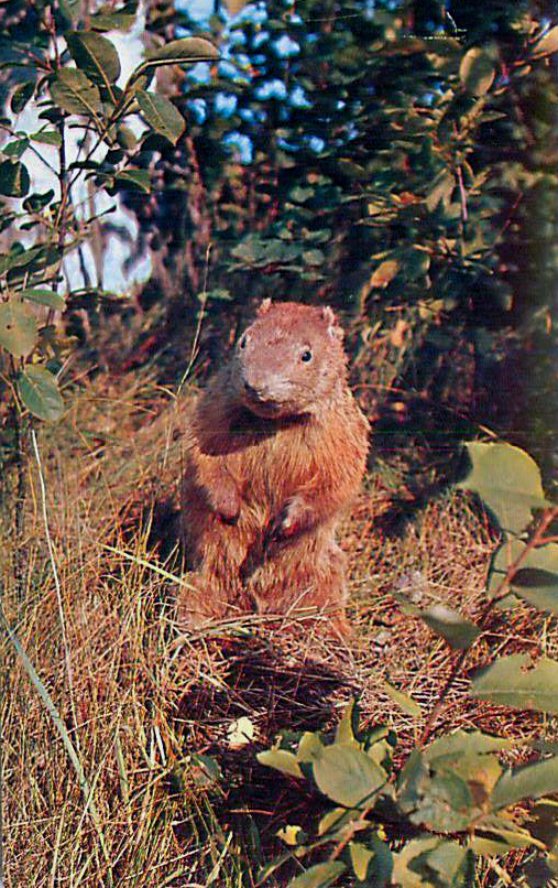 Brady's Bunch of Lorain County Nostalgia: Happy Groundhog Day!