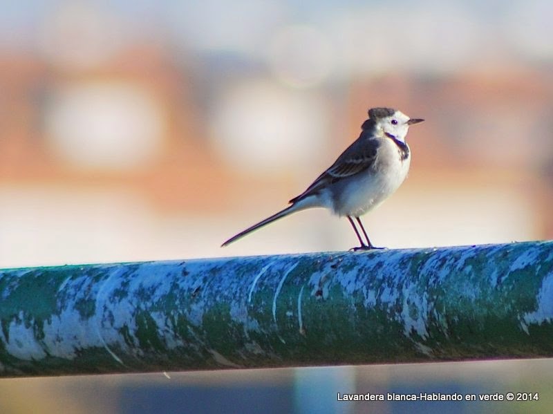Hablando en verde: Lavandera blanca