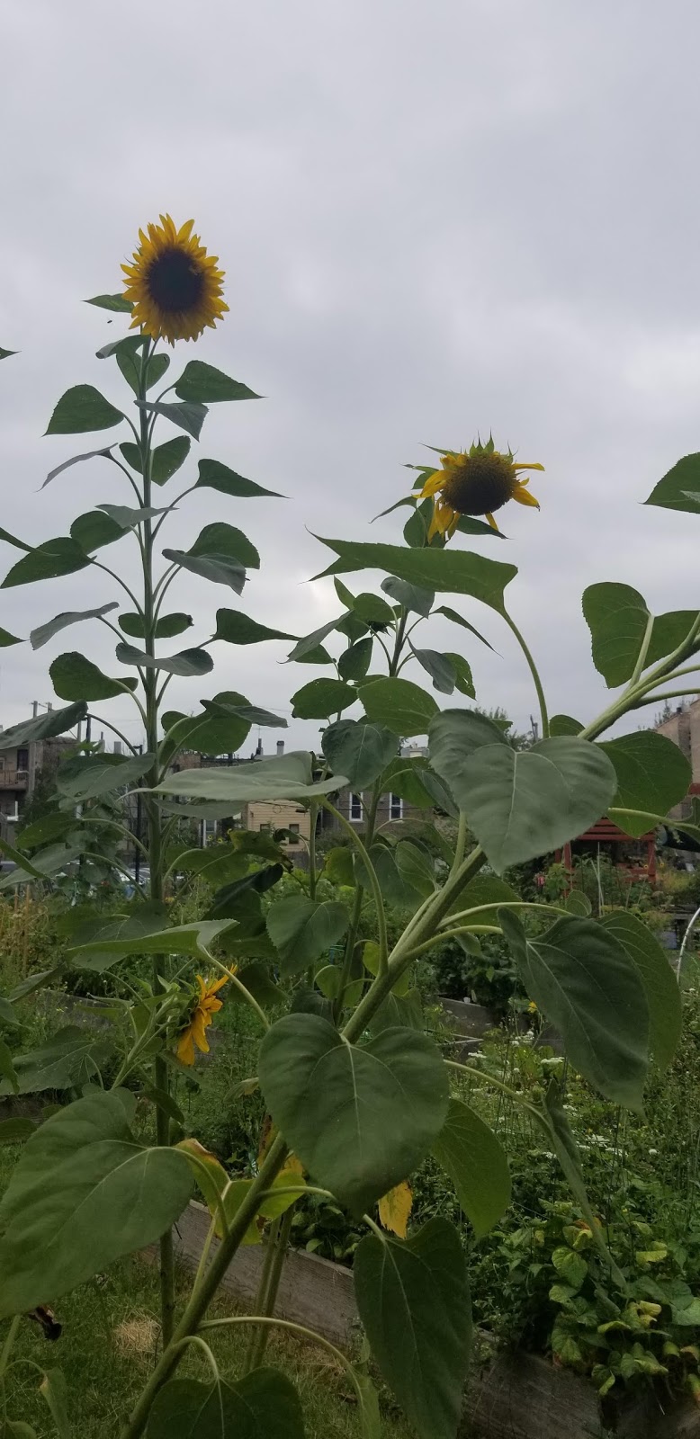 Natural Notes: Native Sunflowers
