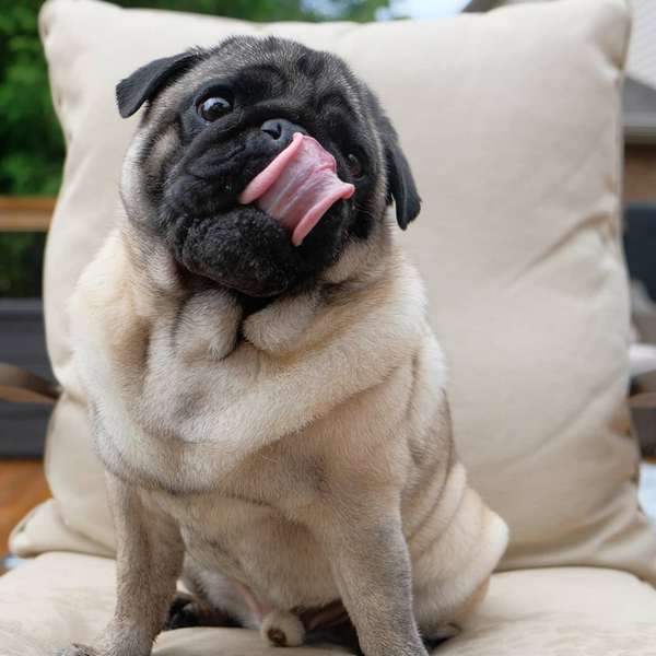 6 Most Common Pug Health Problems - Dogalyo